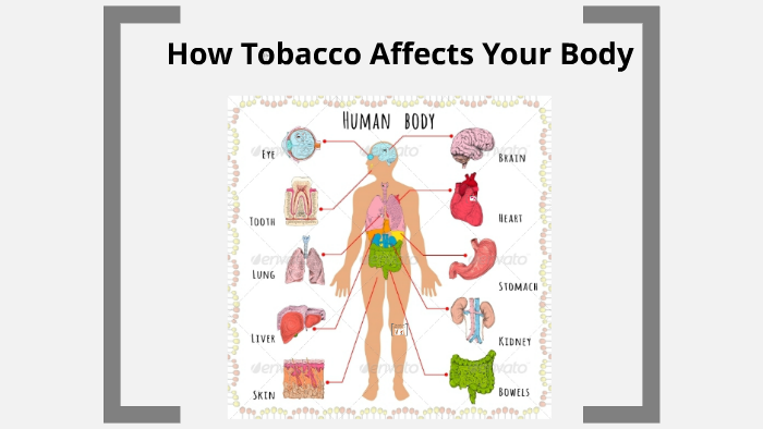How Tobacco Affects Your Body by Yule Zhou on Prezi