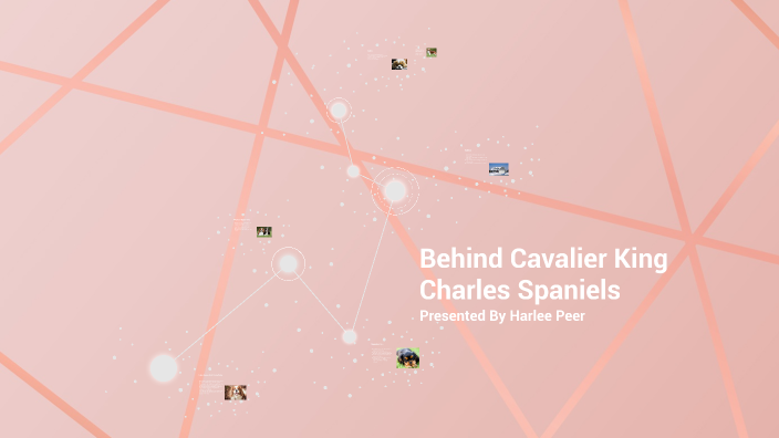 Cavalier King Charles Spaniel by Harlee Peer on Prezi