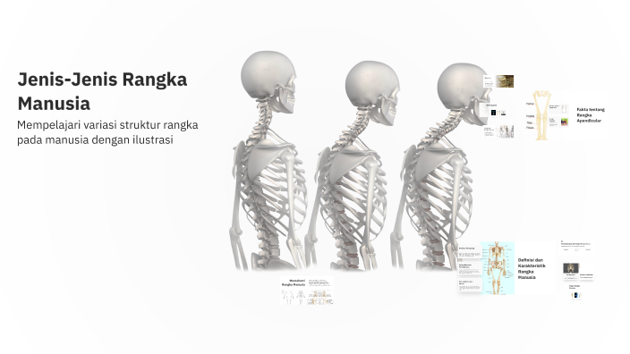 Jenis-Jenis Rangka Manusia by Edi Haryanto on Prezi
