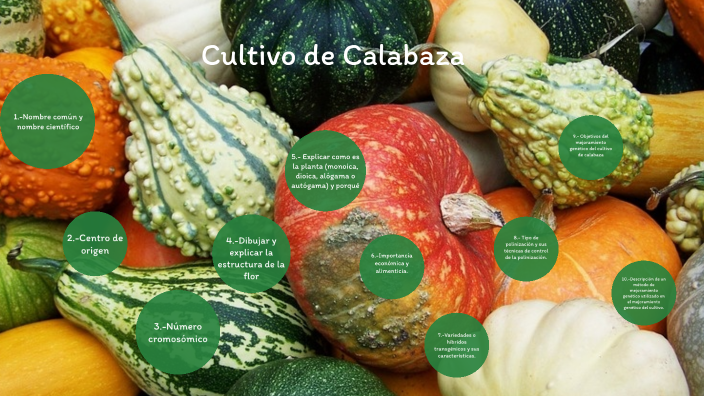 Cultivo de calabaza by Camorlinga Casillas Luz Andrea on Prezi