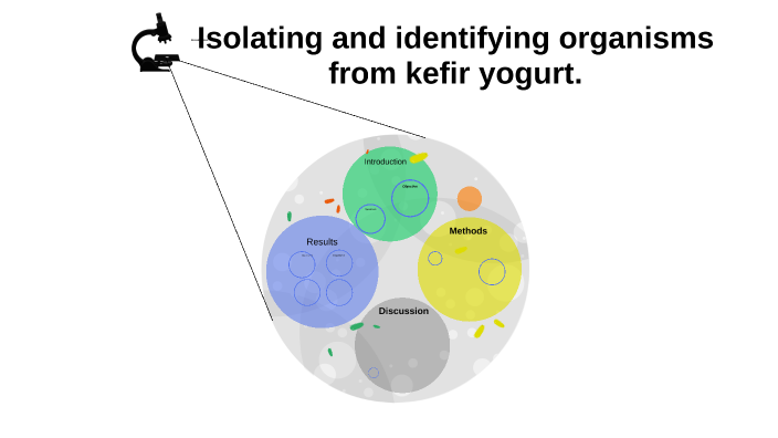 Microbiology Project 1 Yogurt sample by Leslie Castellano on Prezi