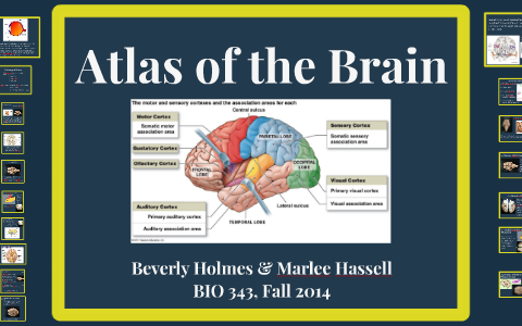 Atlas of the Brain by Marlee Hassell on Prezi