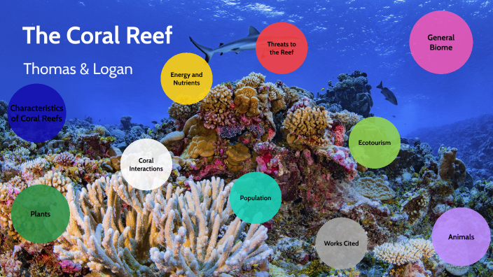 Coral Reef by Thomas Gradzki on Prezi