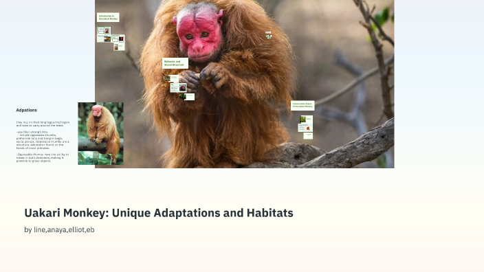 Uakari Monkey: Unique Adaptations and Habitats by Anaya MAVANI on Prezi