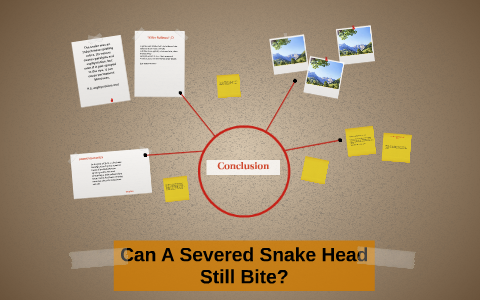 Can A Severed Snake Head Still Bite? by Aika Riguera on Prezi