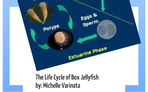 The Life Cycle of Box Jellyfish by Michelle Varinata on Prezi