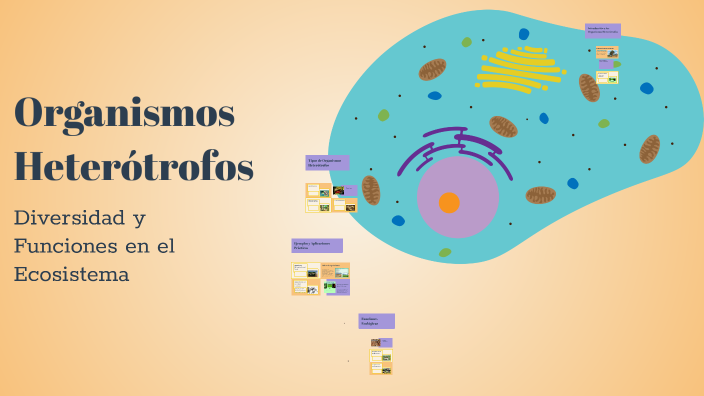 Organismos Heterótrofos by rafaela techeira on Prezi