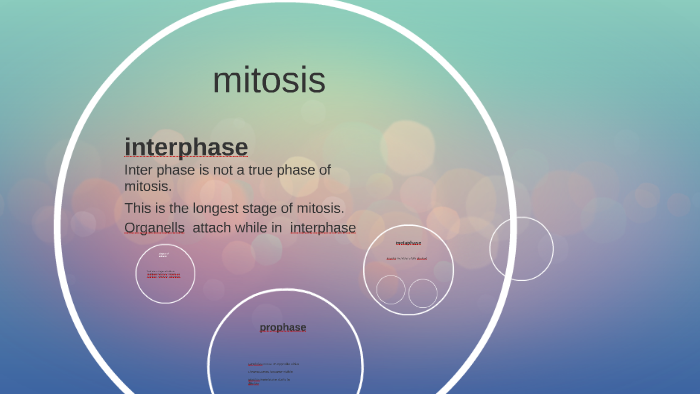 mitosis by Bryce Dominguez on Prezi