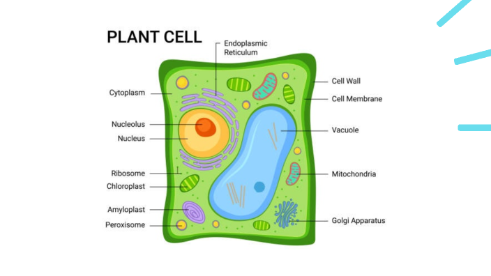 Cell Analogy Poster Project: City by Eunique Loyd on Prezi
