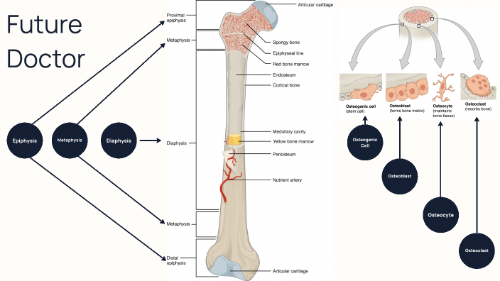 Bone Diagram - Anatomy and Physiology by Brayden Adams on Prezi