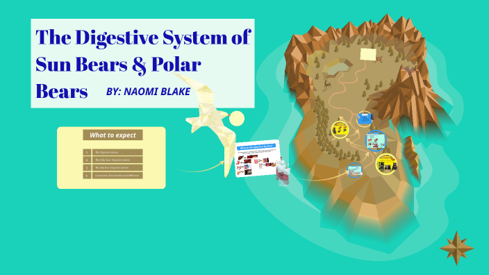 The Digestive System of a Polar bear & a Sun Bear by NB - 07DC 783890 ...