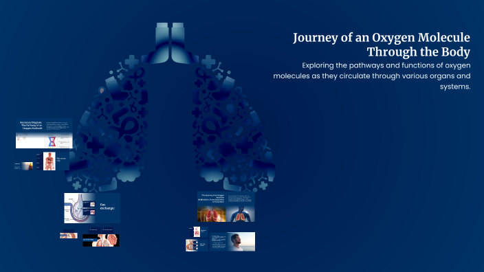 Journey of an Oxygen Molecule Through the Body by Kathy Langga on Prezi