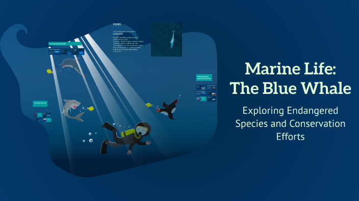 Marine Life: The Blue Whale by Jessie-Claire Tientcheu on Prezi