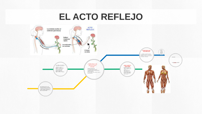 EL ACTO REFLEJO by miichael chavez on Prezi