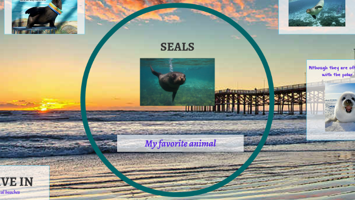 SEALS BY PAULA CAMILA ARAUJO by Itzeli Angeles on Prezi
