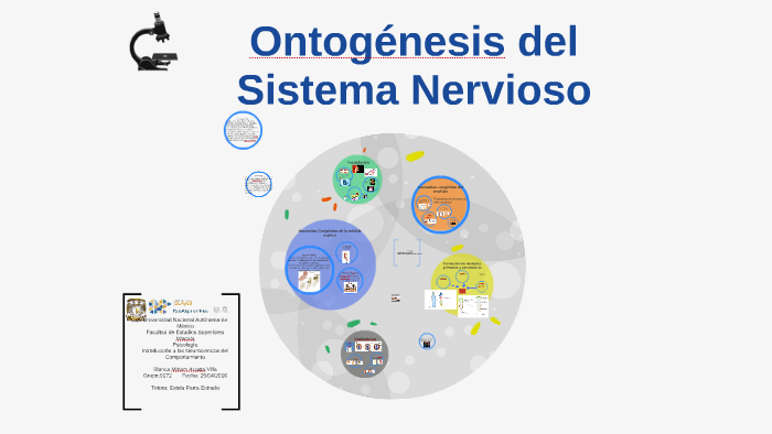 Ontogénesis del Sistema Nervioso by Blanca Acosta on Prezi