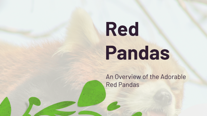 Red Pandas by Ryleigh green on Prezi