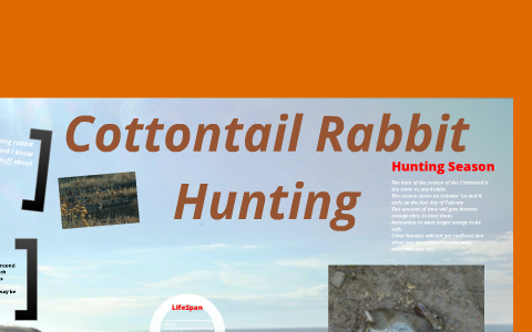 Cottontail Rabbit Hunting by Colin Rouaud on Prezi