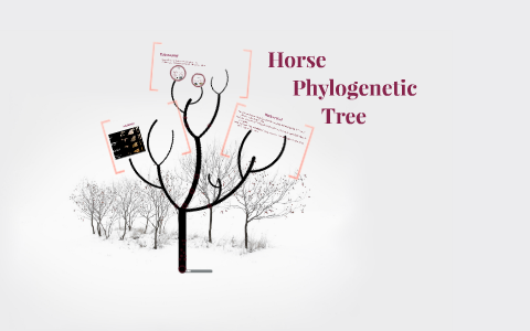 Horse Phylogenetic Tree by Sam Zaner on Prezi