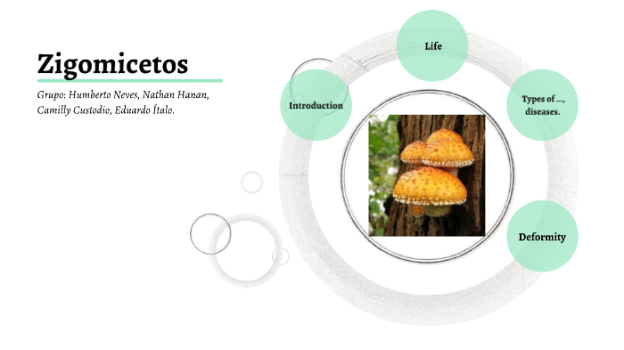 Zigomicetos by Eduardo Ítalo on Prezi
