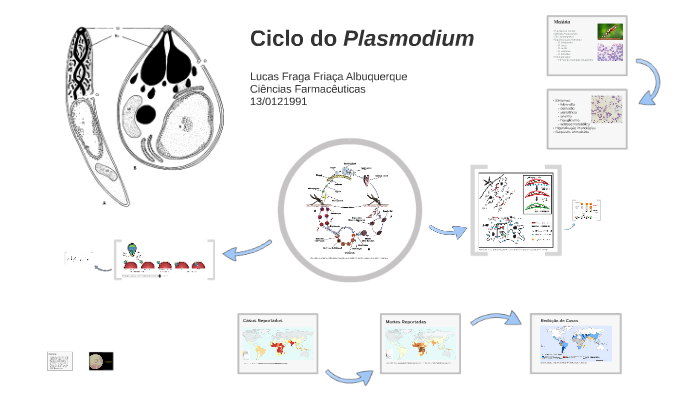 Ciclo do Plasmodium by Lucas Fraga on Prezi