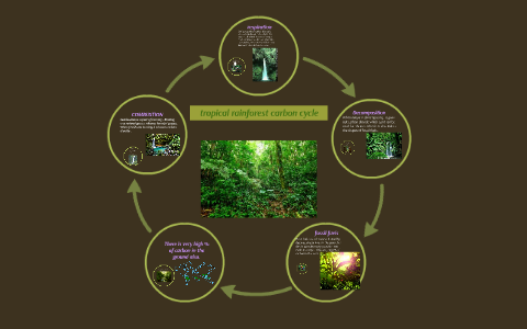 tropical rainforest carbon cycle by mackenna eddy