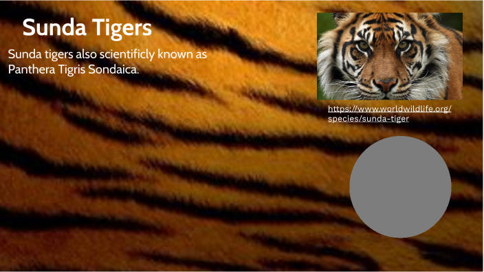 Sunda Tigers by Soulaya Johnson on Prezi