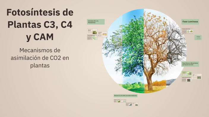 Fotosíntesis de Plantas C3, C4 y CAM by Hedda Barrera on Prezi