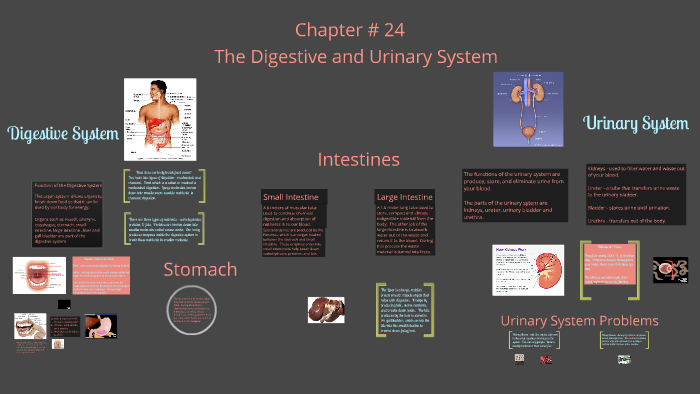 Ch. #24 The Digestive and Urinary System by on Prezi