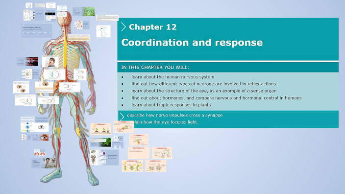 Understanding Coordination, Response, and Hormonal Control in Organisms ...