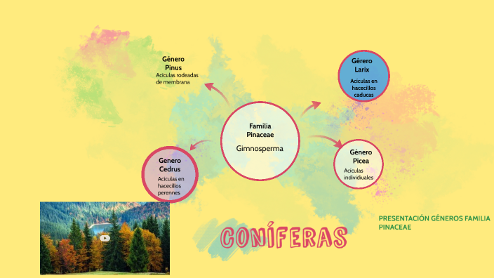 Coníferas by ISABEL TASCÓN on Prezi