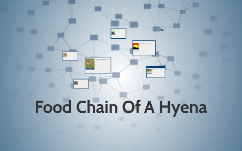 Food Chain Of A Hyena by Andy Robles on Prezi