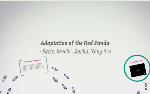 Adaptation of the Red Panda by Sneha Karthikeyan on Prezi