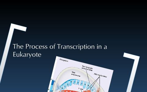IB Biology: Translation and Transcription by Jason McMurray on Prezi