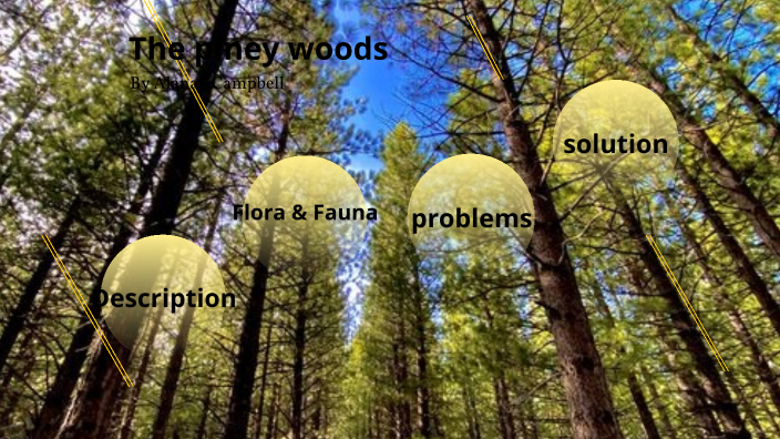 pineywoods by Alanah Campbell on Prezi