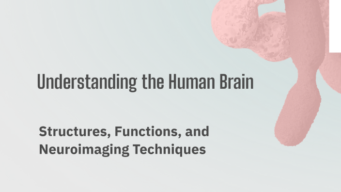 Understanding the Human Brain by Maria Chalya on Prezi