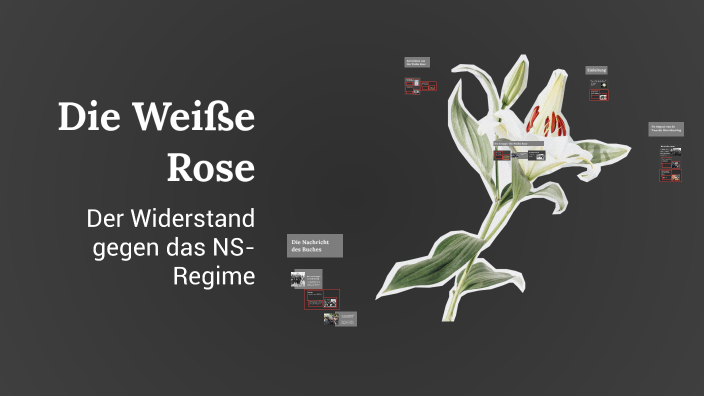 Die Weiße Rose by meike duijmelings on Prezi