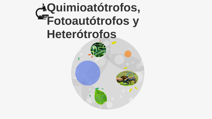 Quimioatótrofos, Fotoautótrofos y Heterótrofos by José Morfín on Prezi