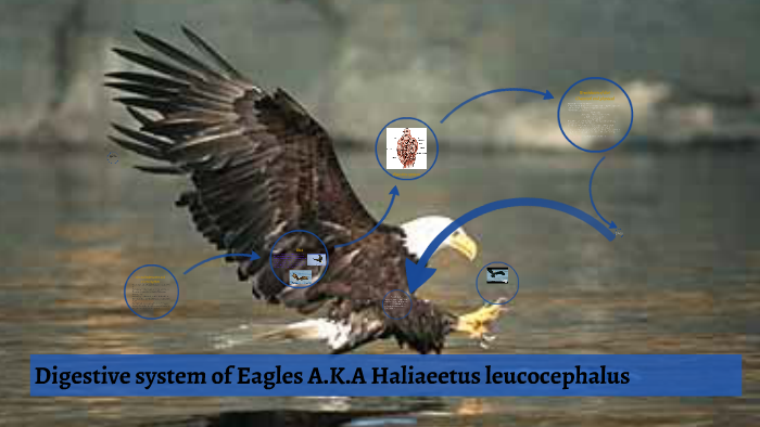 Digestive system of Eagles A.K.A Haliaeetus leucocephalus by Trevor ...
