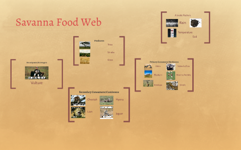 Savanna Food Web by Darryl Klu on Prezi
