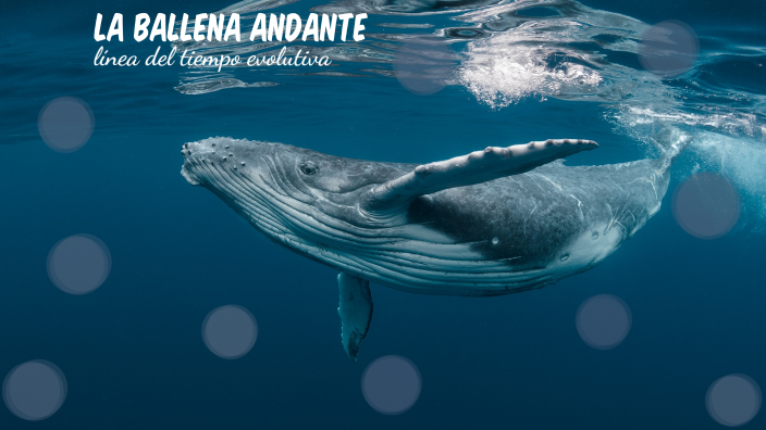 LA BALLENA ANDANTE by Fatima Villanueva on Prezi