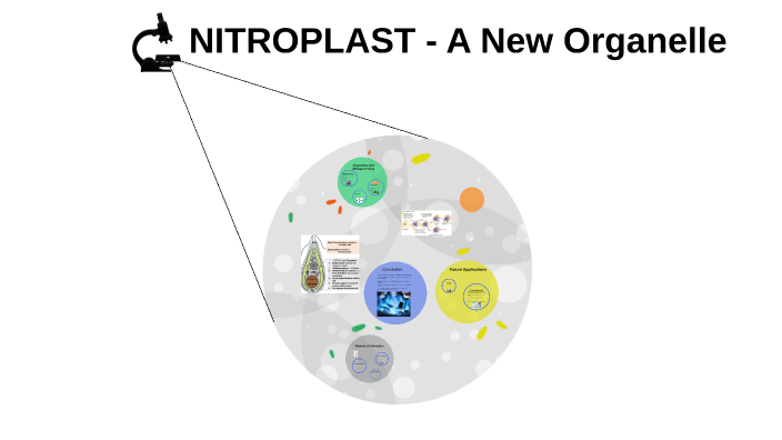 History of nitroplast by Arda Hekimci on Prezi