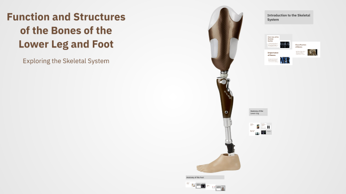 Function and Structures of the Bones of the Lower Leg and Foot by ...
