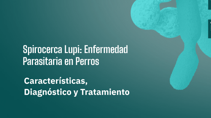 Spirocerca Lupi: Enfermedad Parasitaria en Perros by GÓNGORA ...