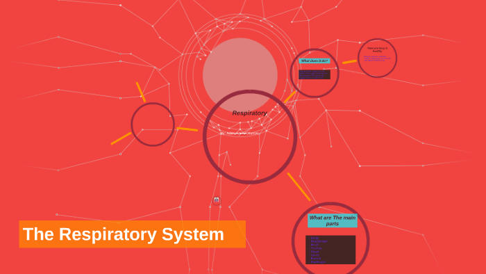 The Respiratory System by agwair ojeke on Prezi