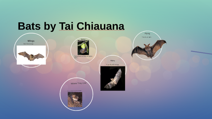 Bats by Tai Chiauana by on Prezi