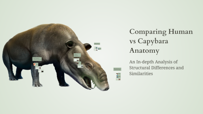 Comparing Human vs Capybara Anatomy by Alec Czarnota on Prezi