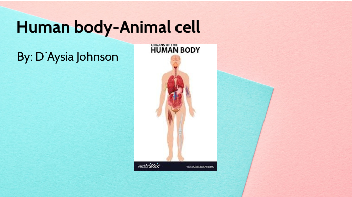 Cell Analogy project Human body- Animal cell by D'Aysia Johnson Higgs ...