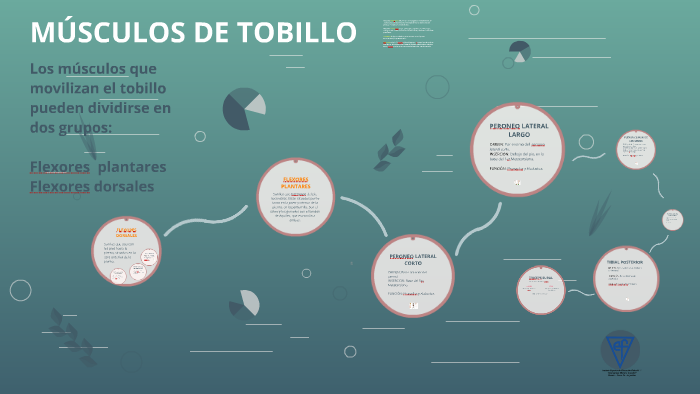 MÚSCULOS DE TOBILLO by Brian A. Gómez on Prezi