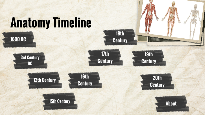 Anatomy Timeline by Nicole Fuentes on Prezi